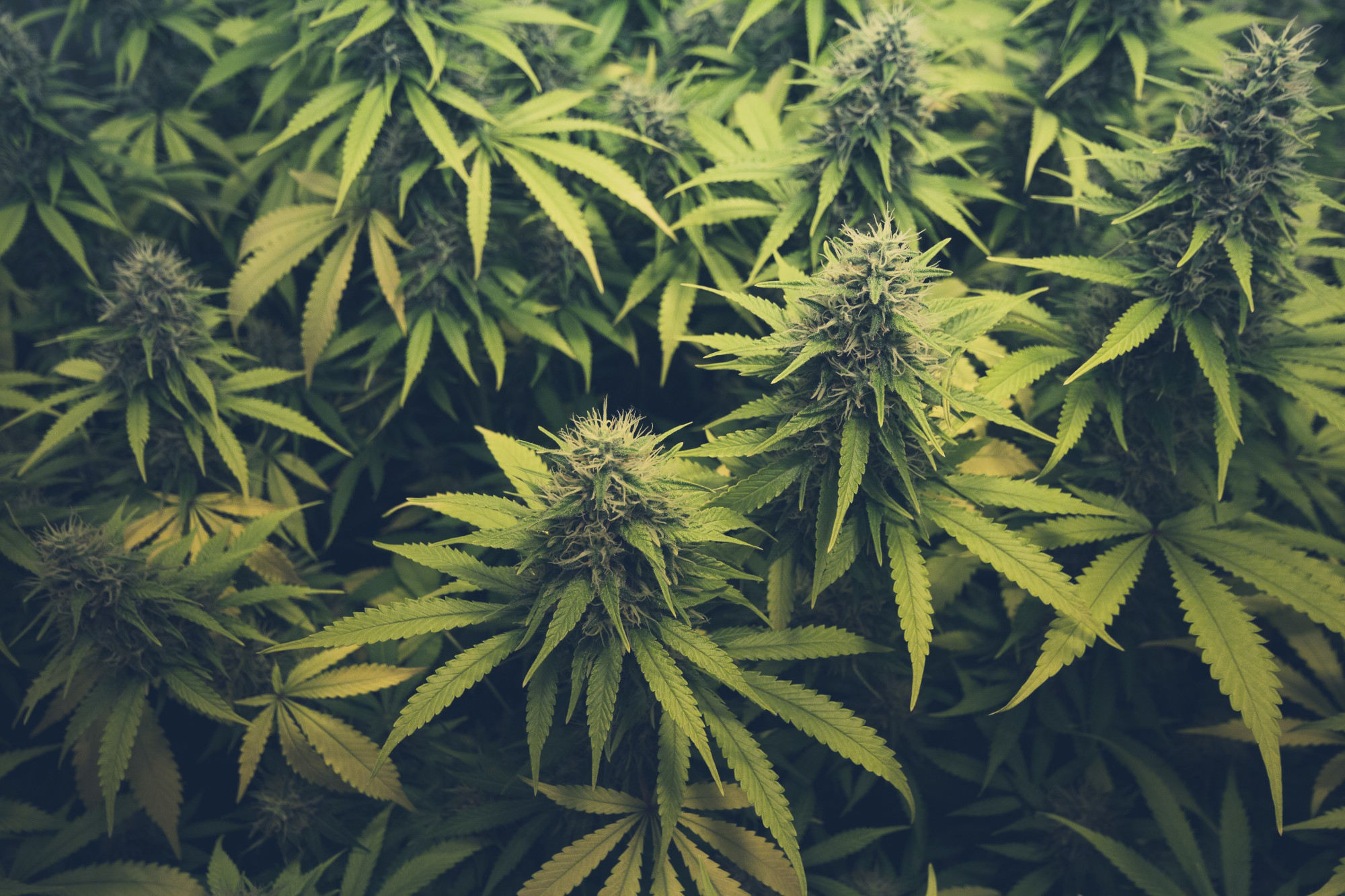 Indica: Everything You Need to Know - Chuck's Place on Blog